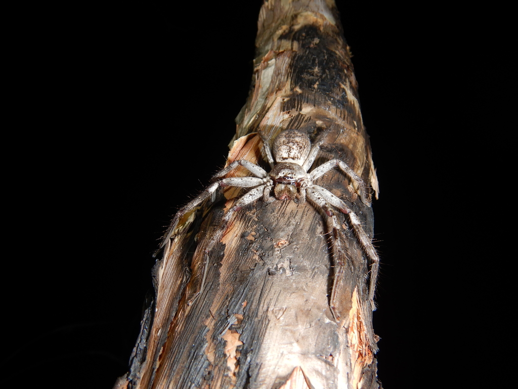 Queensland Spotted Huntsman Spider from New Mapoon, Queensland ...