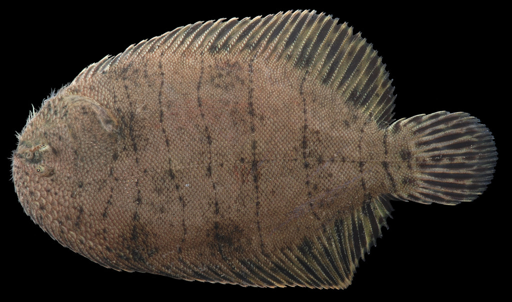 Hogchoker (Trinectes maculatus) - Marine Life Identification