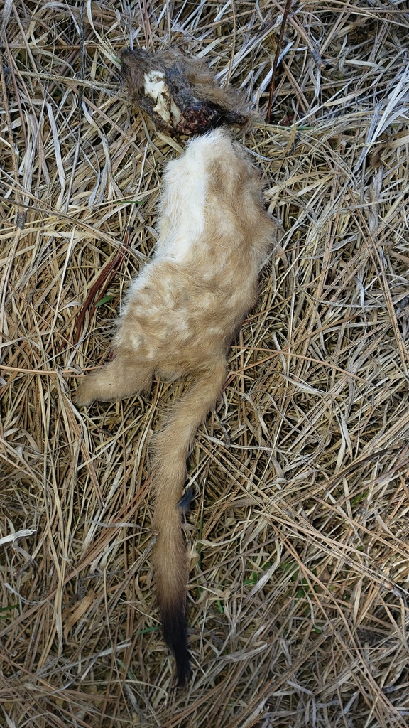 Long-tailed Weasel from Stevens County, WA, USA on April 14, 2021 at 01 ...