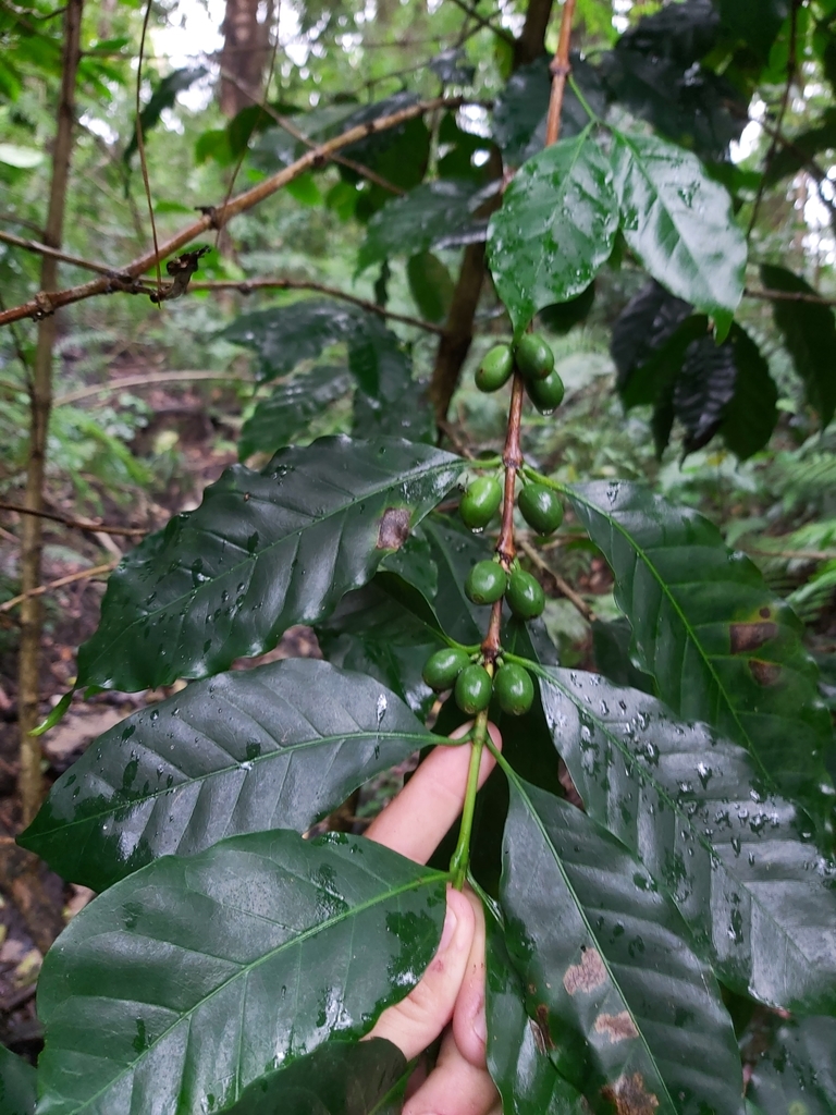 Coffee from Umjindi, South Africa on April 4, 2022 at 11:34 AM by ...