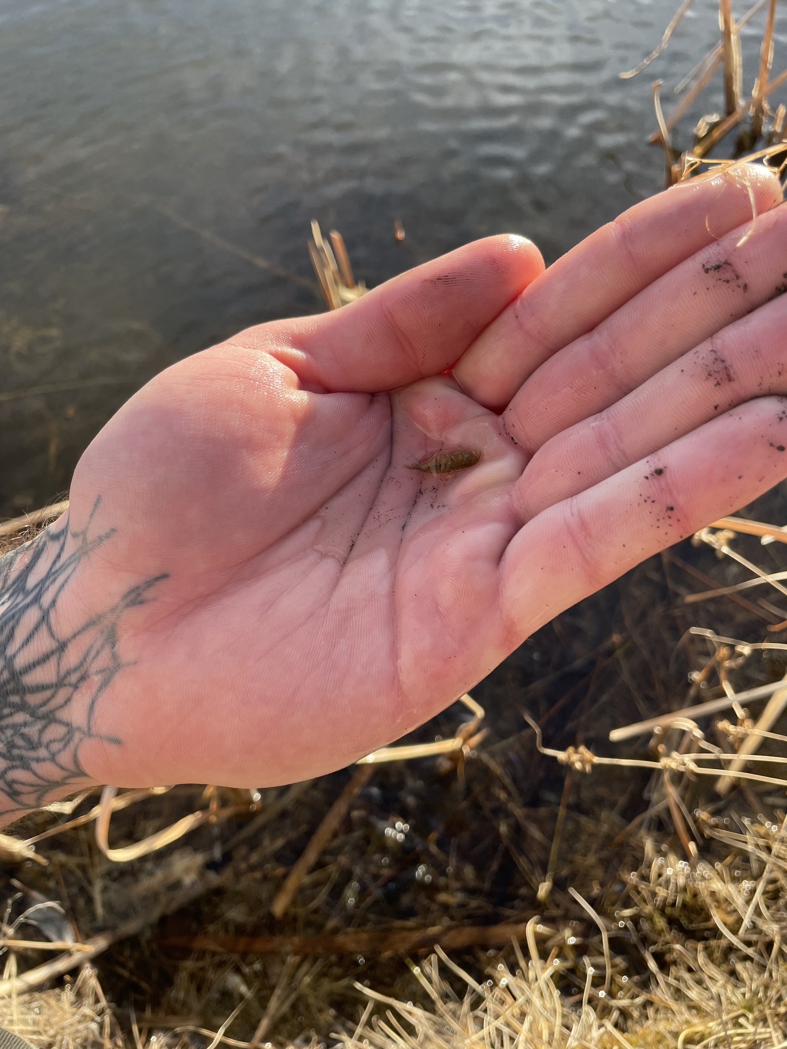 Gammarus lacustris G.O.Sars, 1863