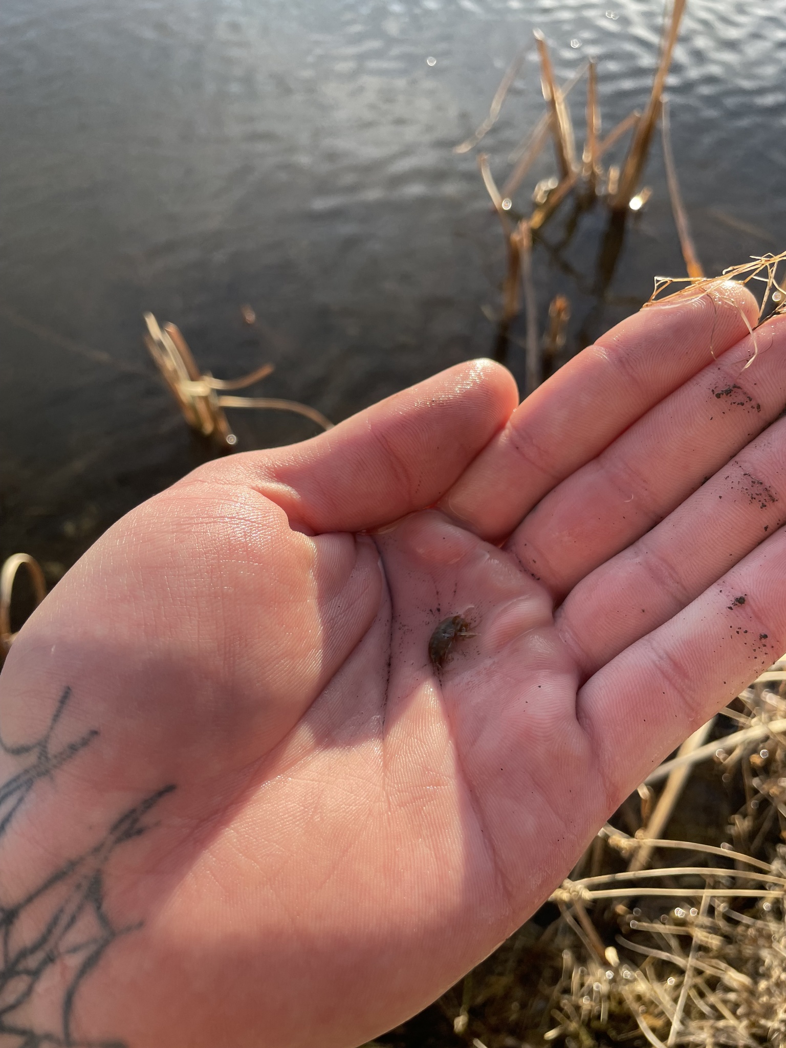 Gammarus lacustris G.O.Sars, 1863