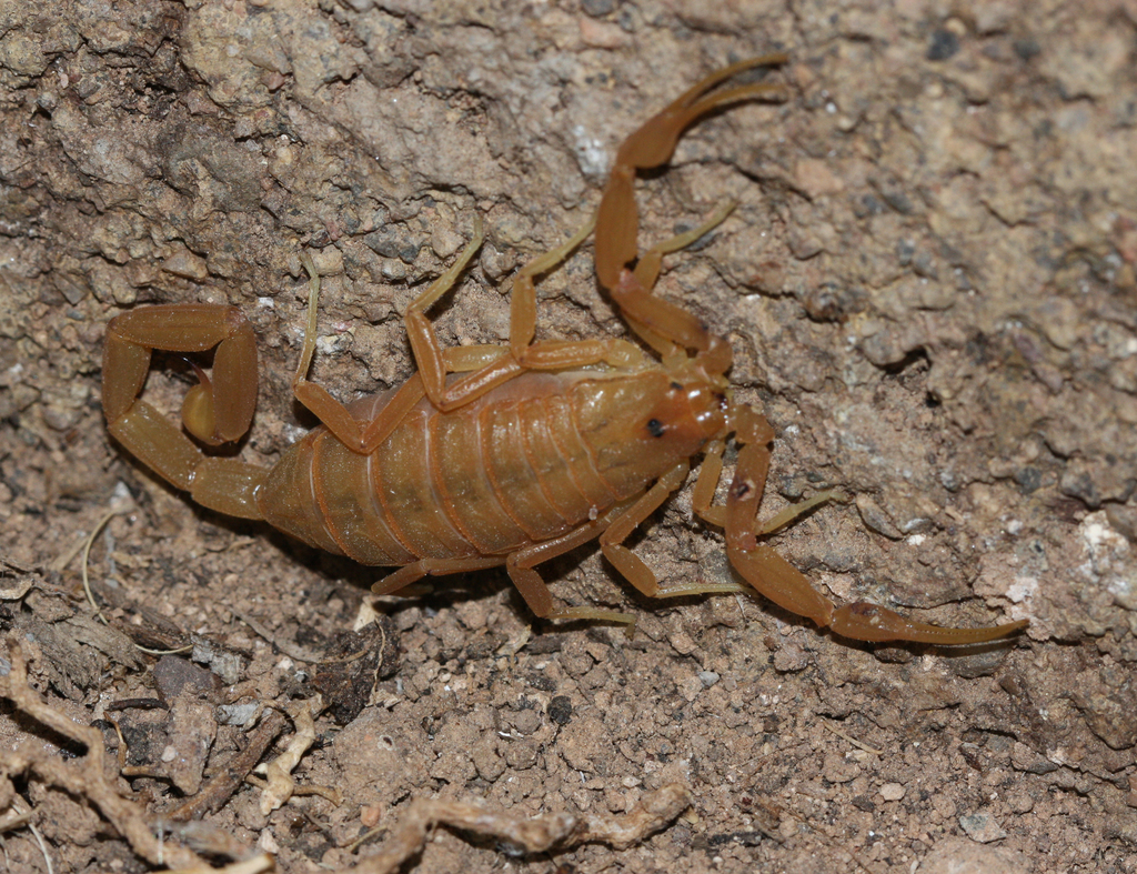 Arizona Bark Scorpion from North Mountain Village, Phoenix, AZ, USA on ...