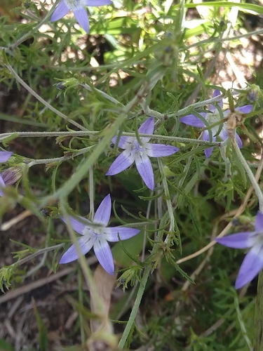 Observations by fmop_lages · iNaturalist