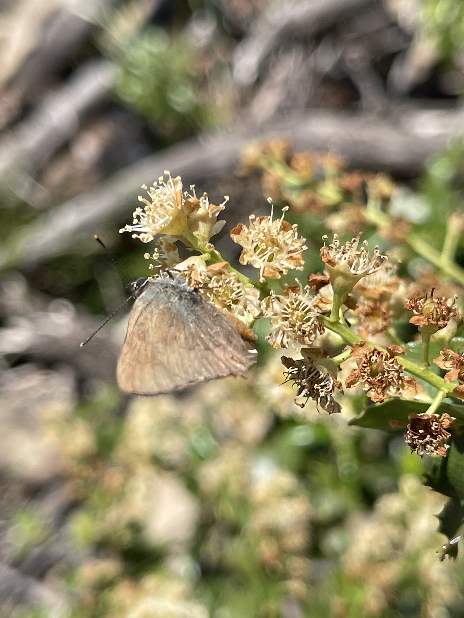 Satyrium saepium (Boisduval, 1852)