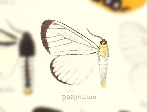 Xenosoma oratesina · iNaturalist