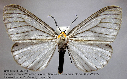 Xenosoma flavisedes · iNaturalist
