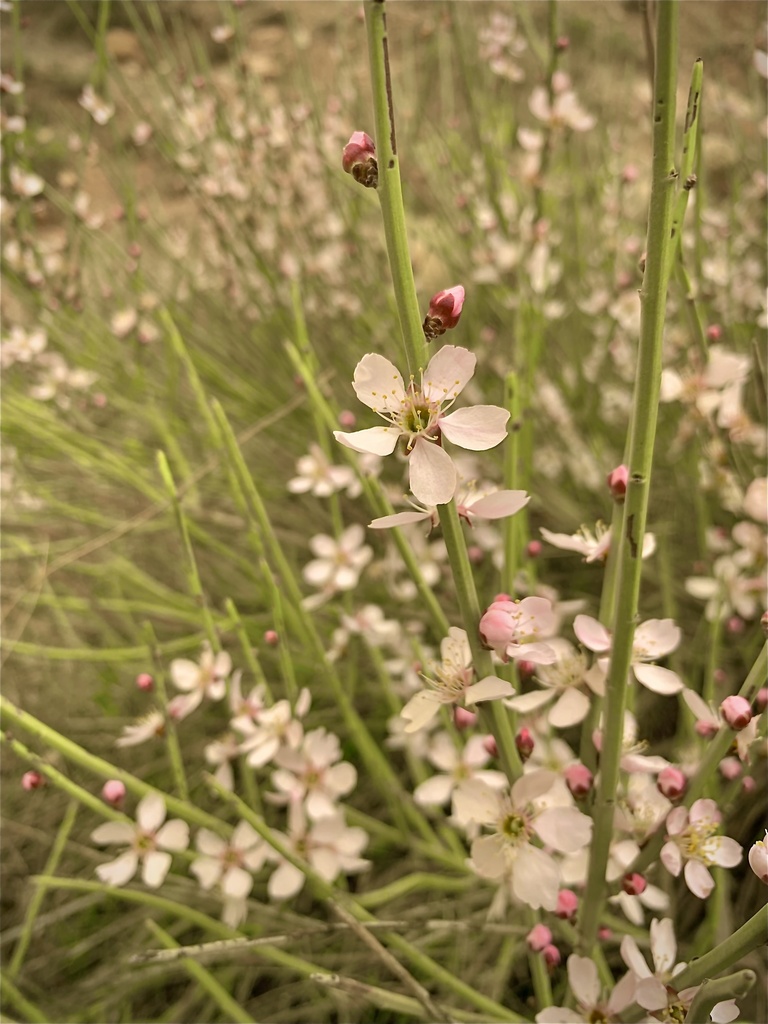 Prunus arabica from Sindore Way, Duhok, IQ on April 7, 2022 at 02:25 PM ...