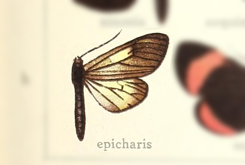Gnophaela epicharis · iNaturalist