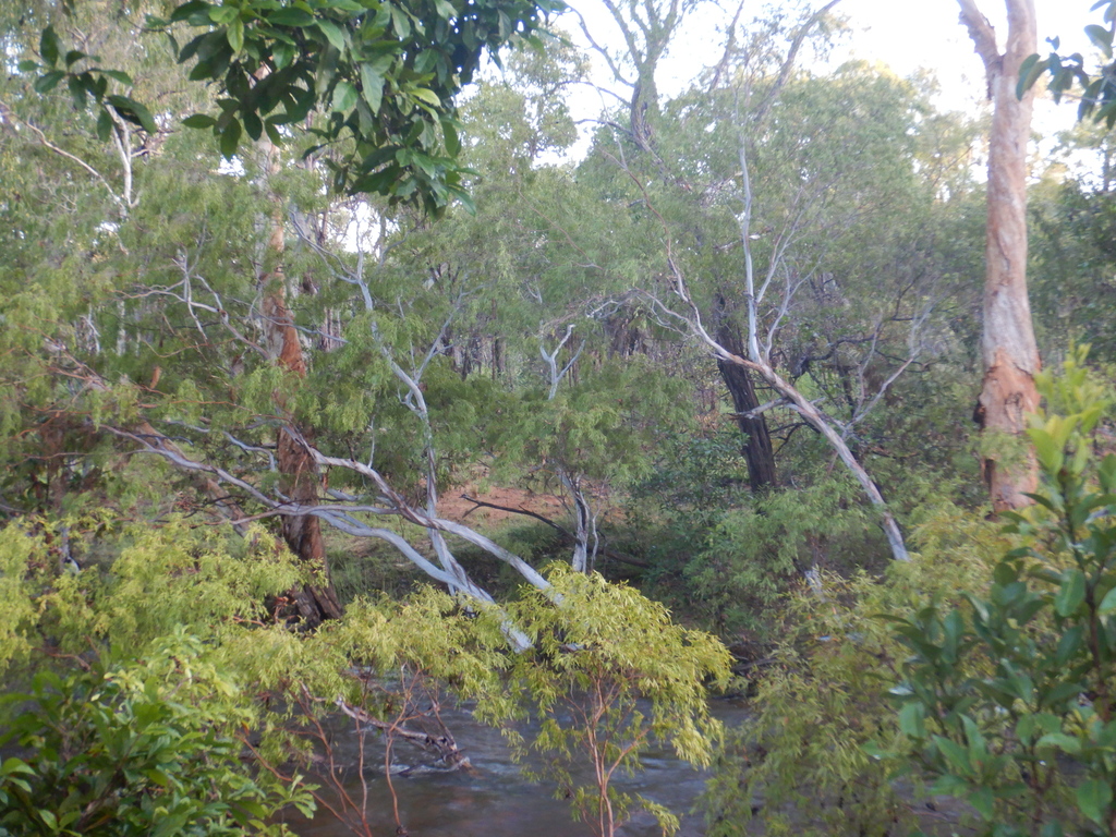 Weeping Tea Tree from New Mapoon QLD 4876, Australia on March 13, 2022 ...