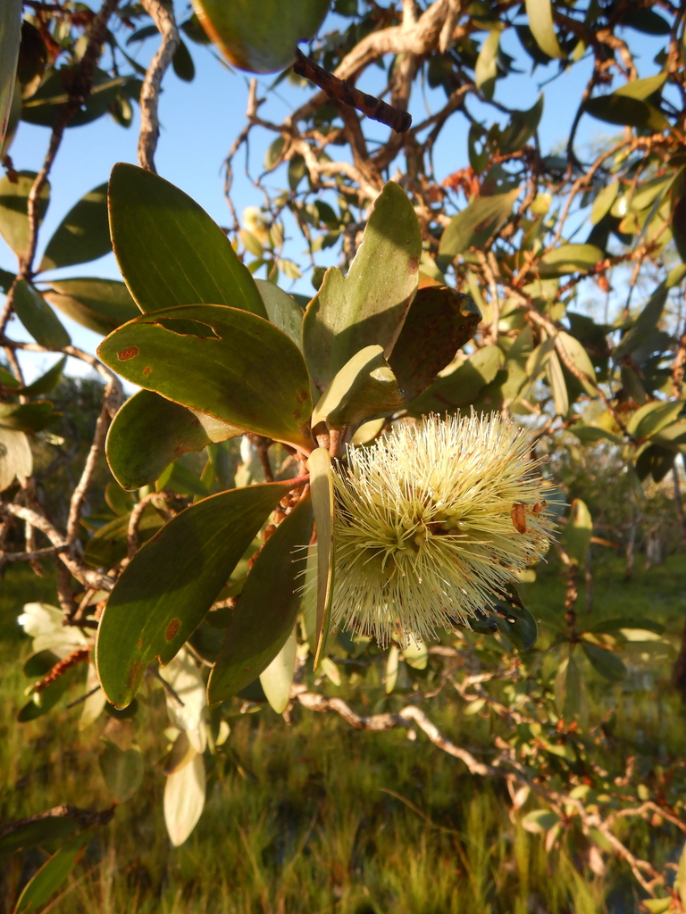 Broad Leaved Tea Tree from New Mapoon QLD 4876, Australia on March 13 ...