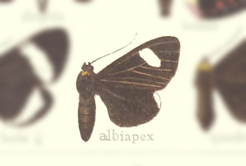Calodesma albiapex · iNaturalist