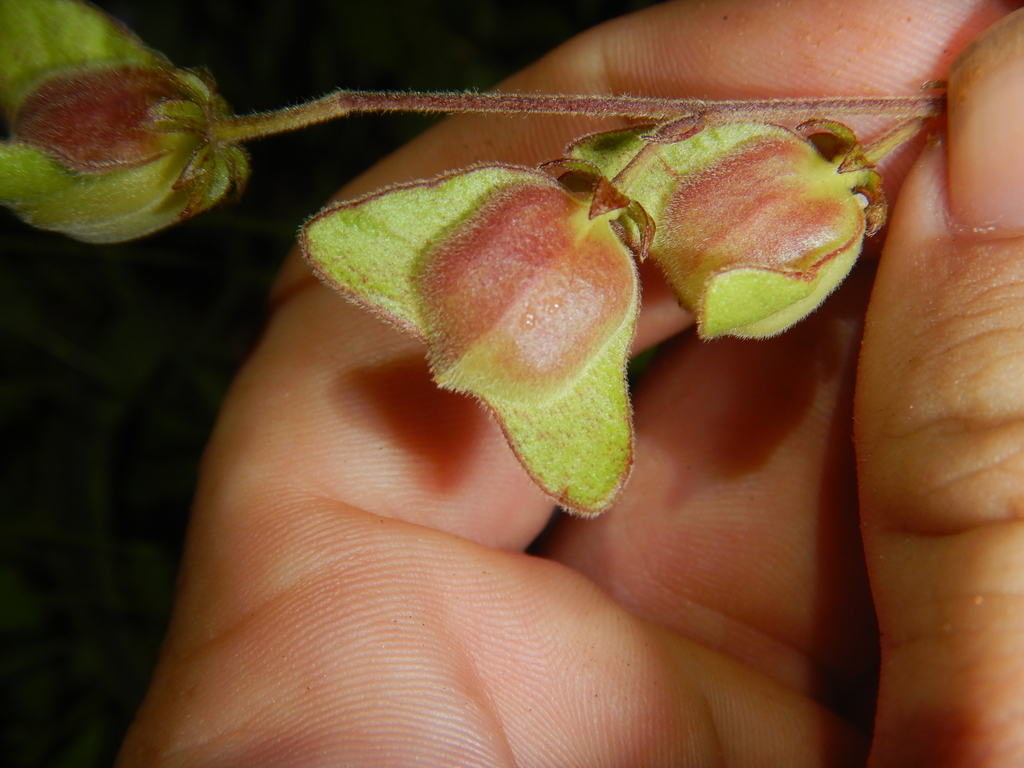 Dodonaea hispidula from Injinoo, Queensland, Australia on March 13 ...