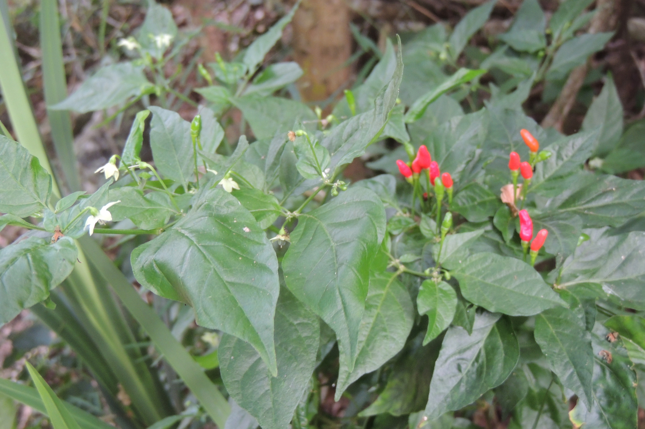 Capsicum frutescens L.