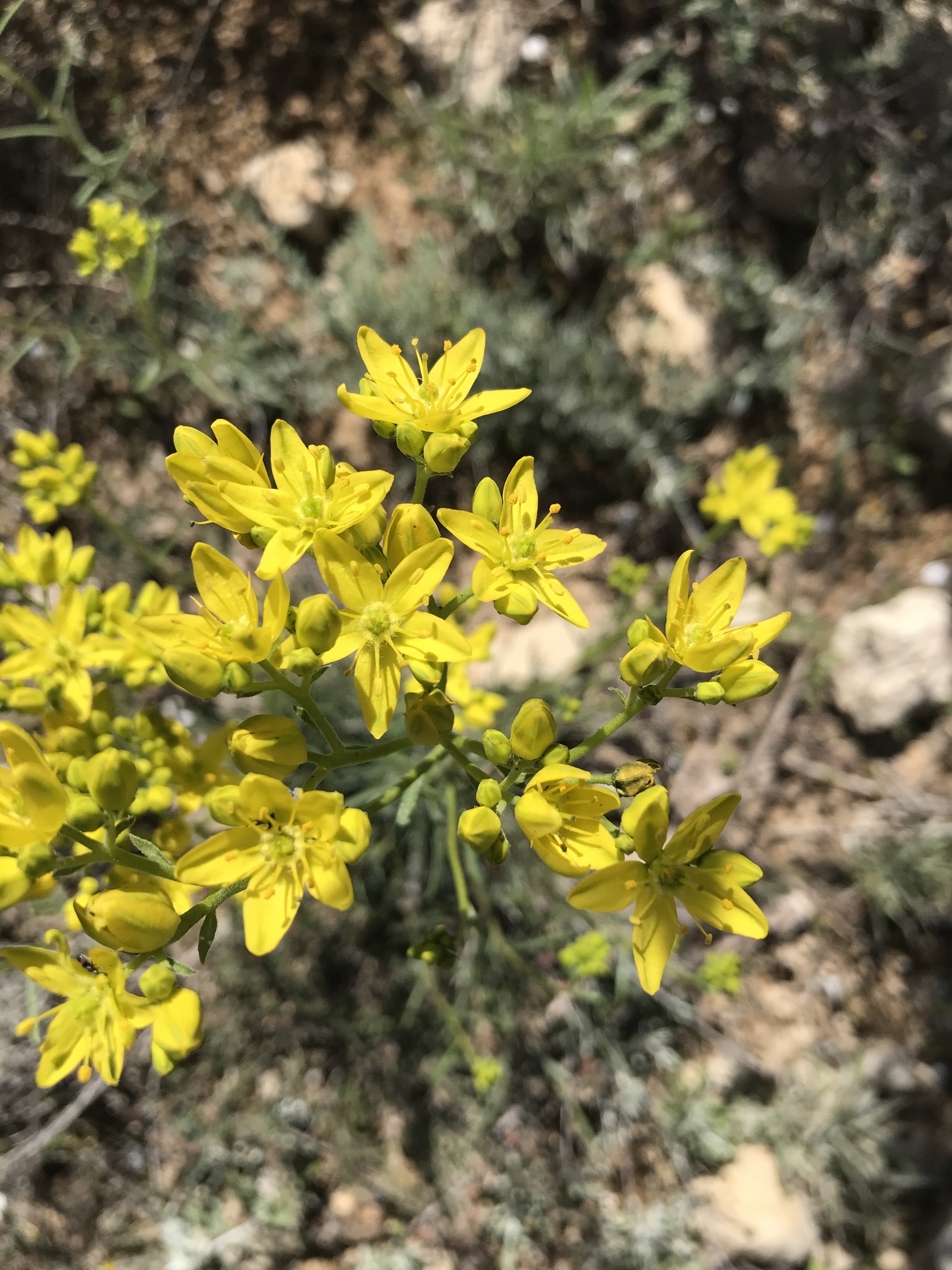 Haplophyllum linifolium (L.) G.Don
