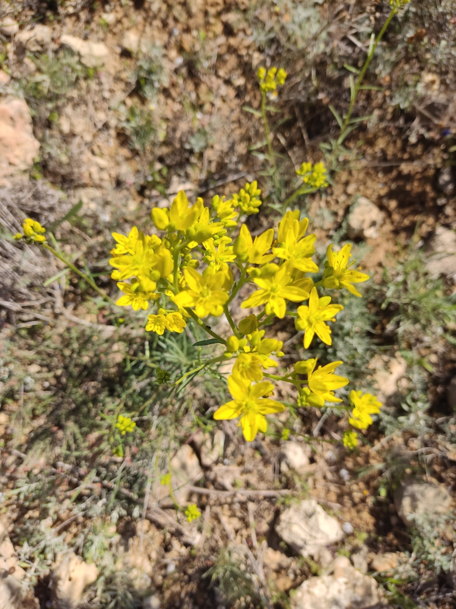 Haplophyllum linifolium (L.) G.Don