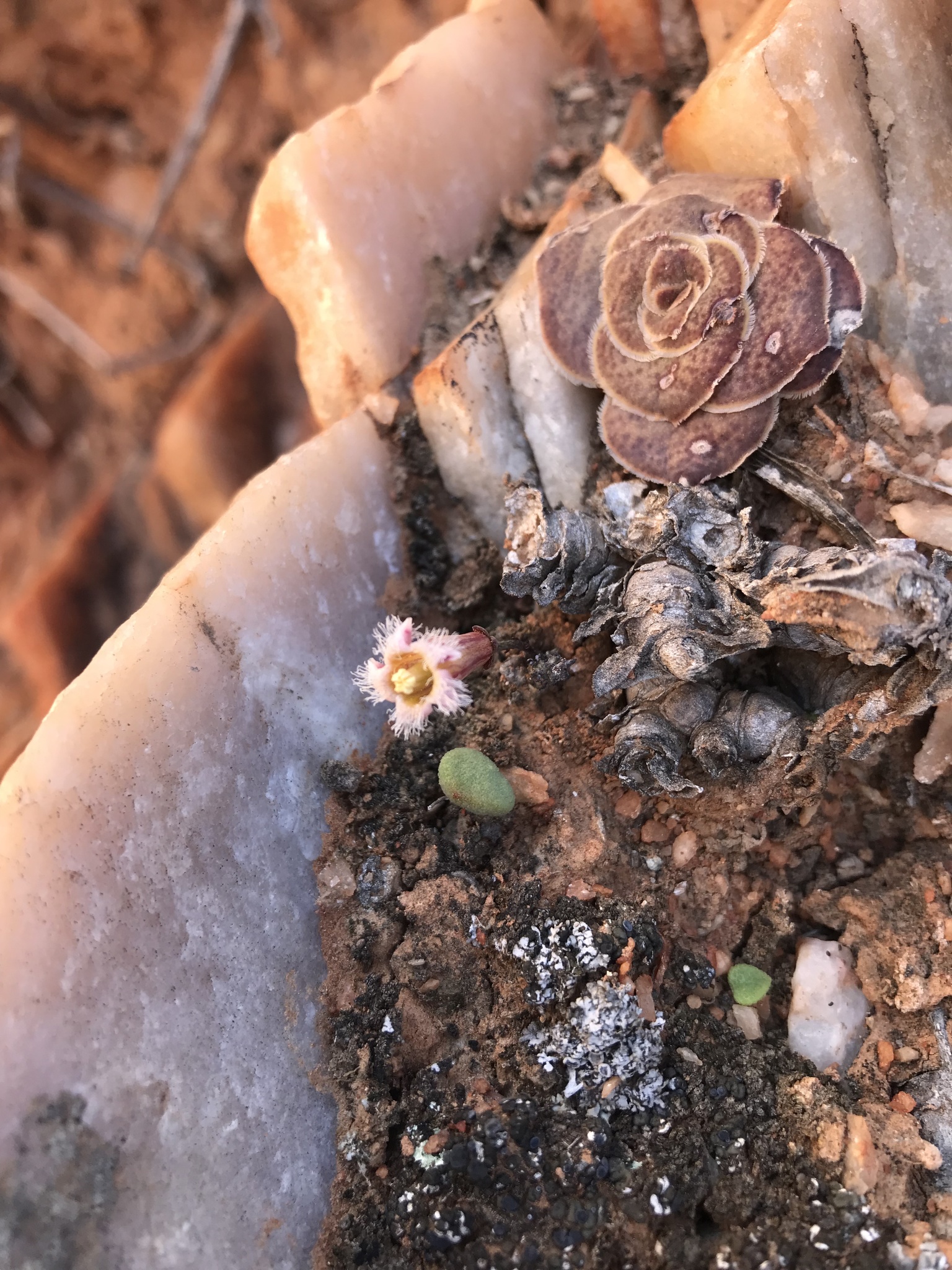 Tylecodon similis (Toelken) Toelken