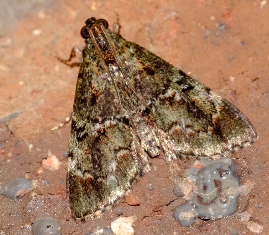 Teatree Web Moth from Anglesea VIC 3230, Australia on April 06, 2022 at ...