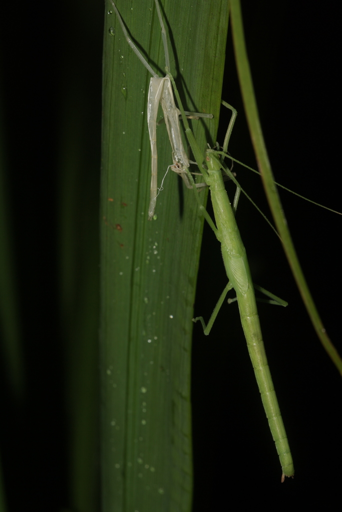 Stick Insects from Puntarenas Province, Costa Rica on February 15, 2022 ...