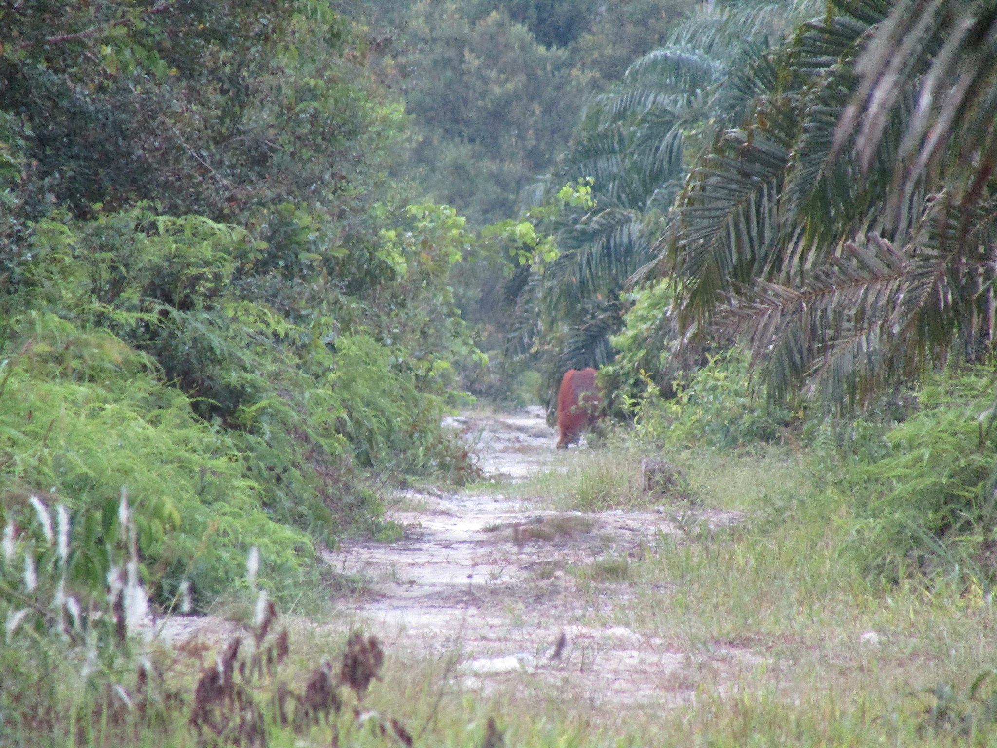 Pongo pygmaeus (Linnaeus, 1760)