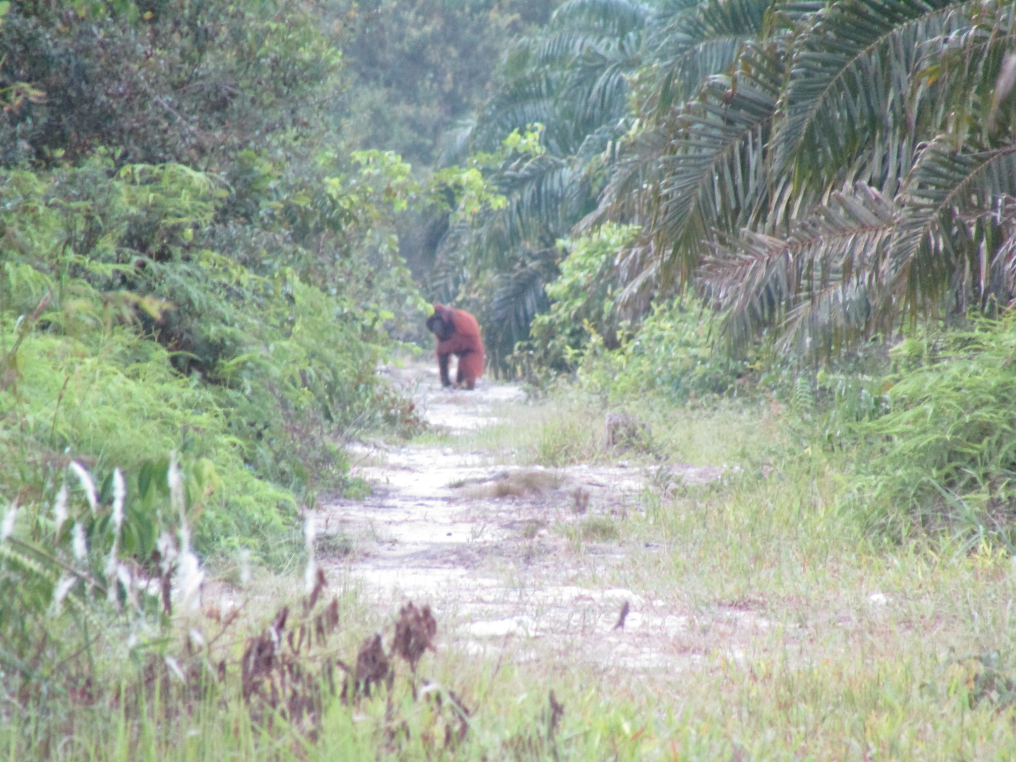 Pongo pygmaeus (Linnaeus, 1760)