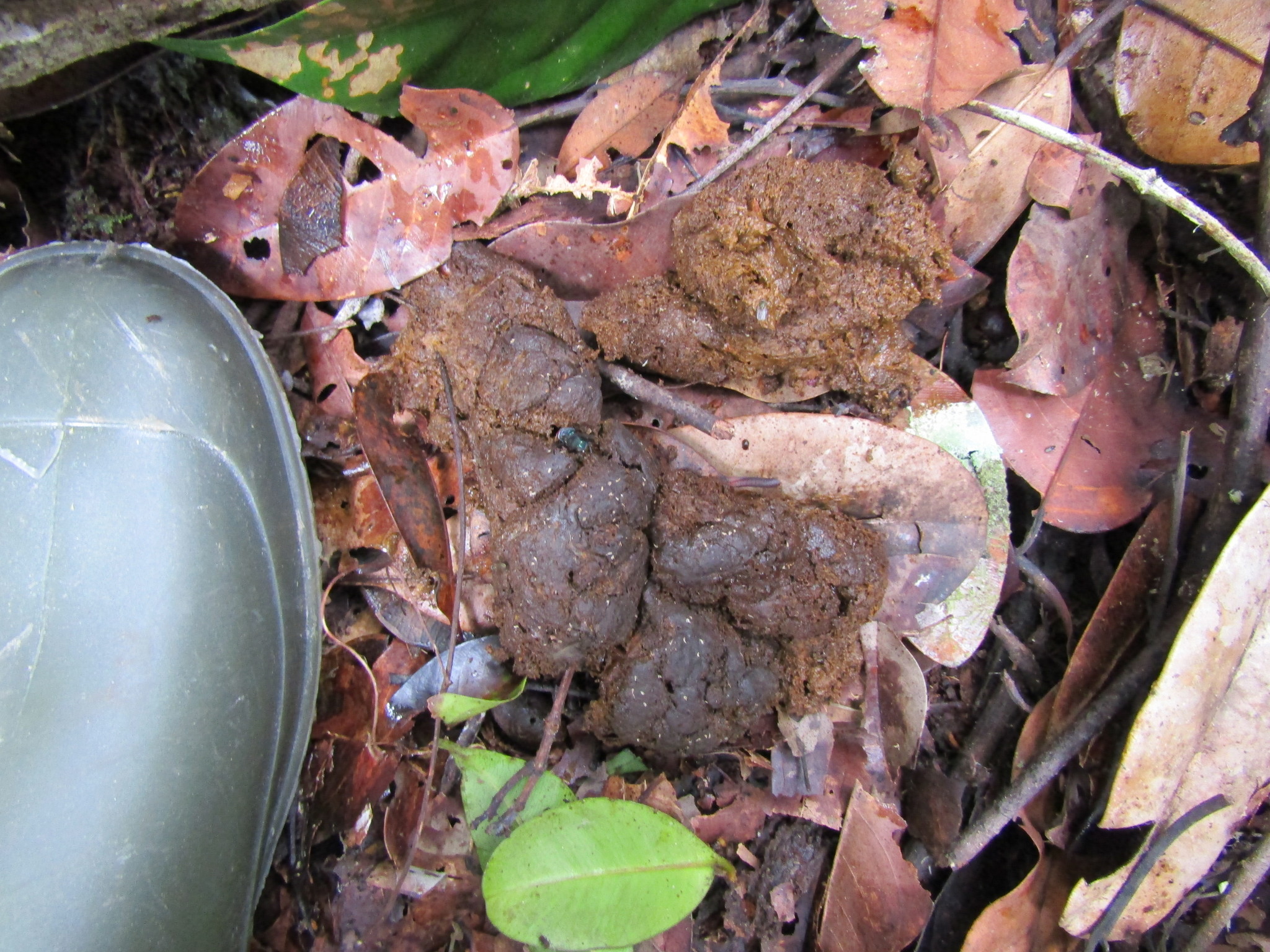 Pongo pygmaeus (Linnaeus, 1760)