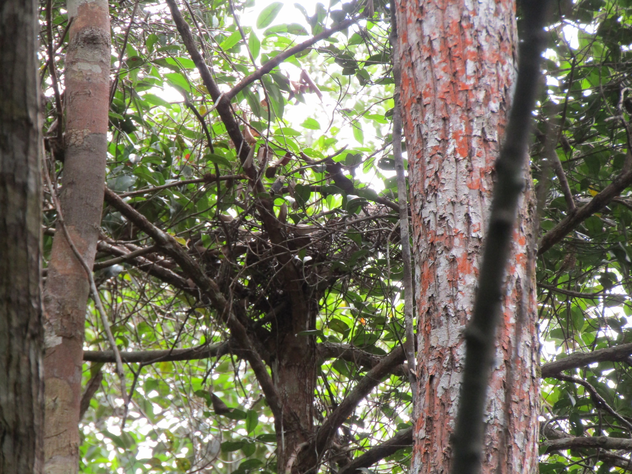 Pongo pygmaeus (Linnaeus, 1760)