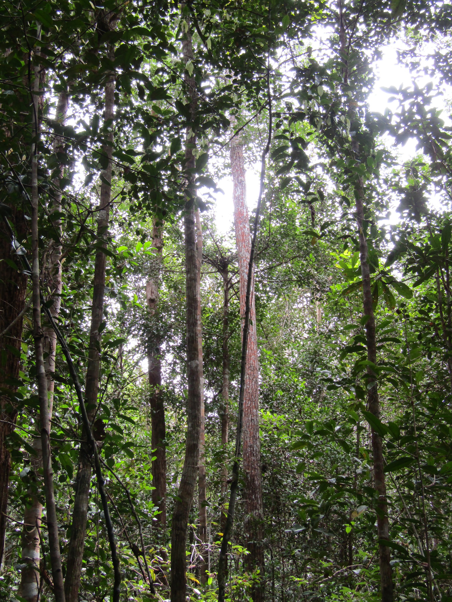 Pongo pygmaeus (Linnaeus, 1760)