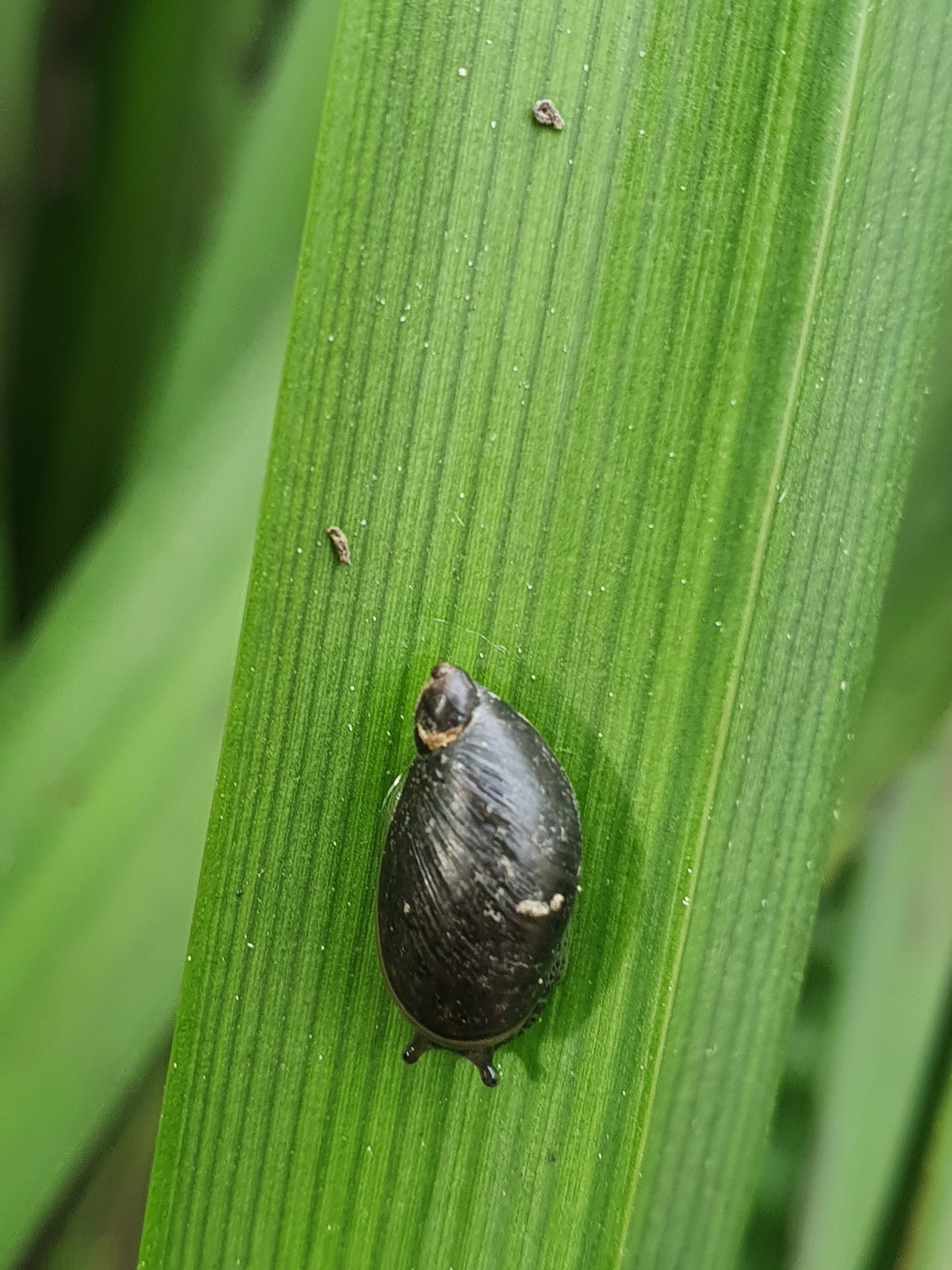 Oxyloma elegans (Risso, 1826)