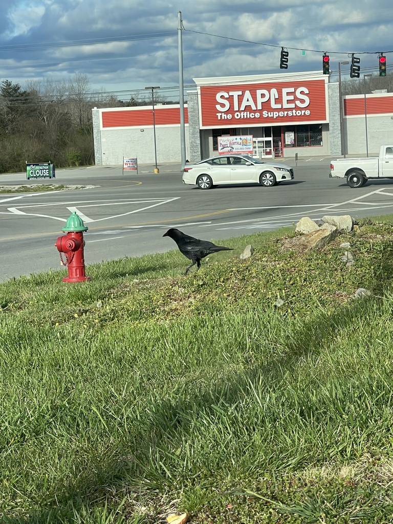 American Crow from Obed Plaza, Crossville, TN, US on April 08, 2022 at ...