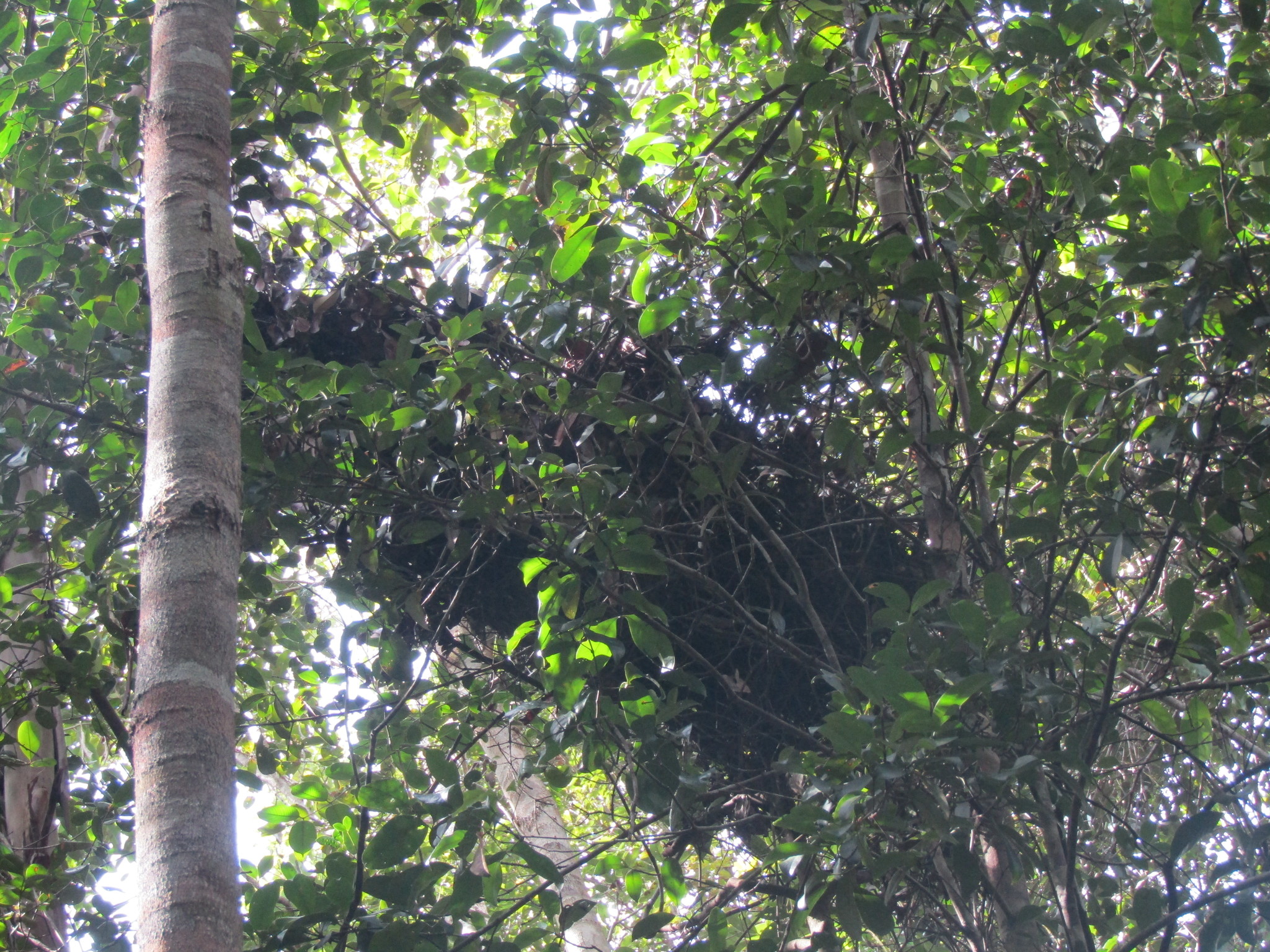 Pongo pygmaeus (Linnaeus, 1760)