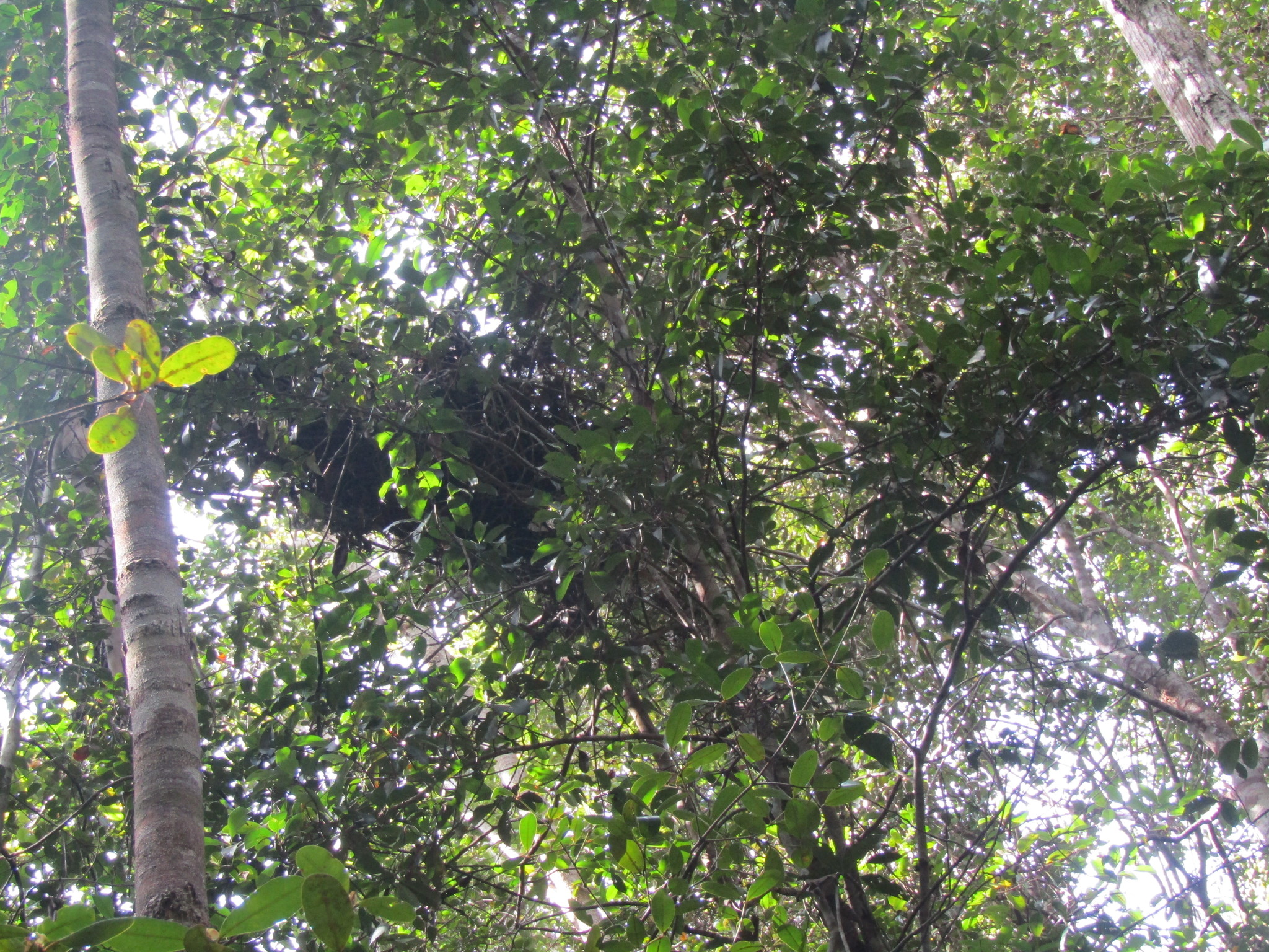 Pongo pygmaeus (Linnaeus, 1760)