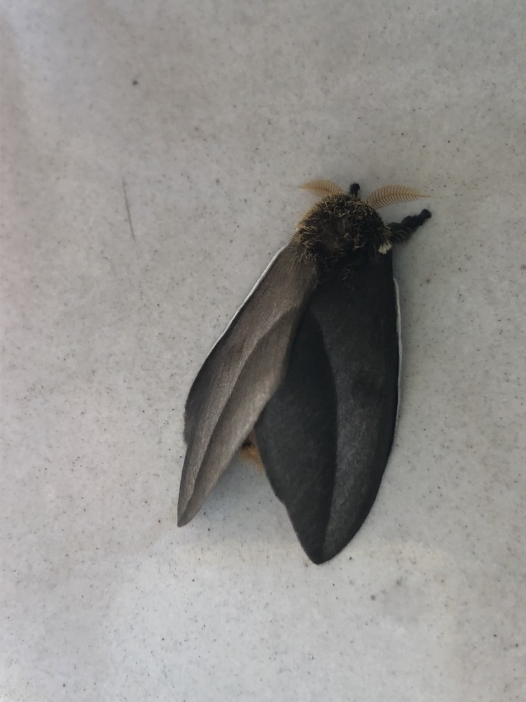 Automeris umbrosa from Italia, San Miguel de Tucumán, Tucumán, AR on ...
