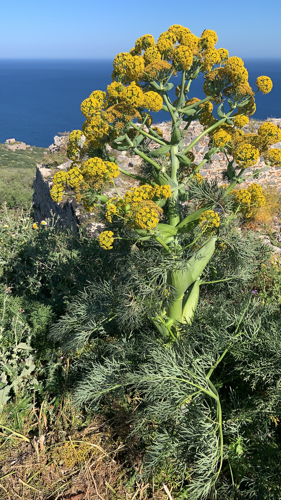 (Ferula) - Botanical Realm
