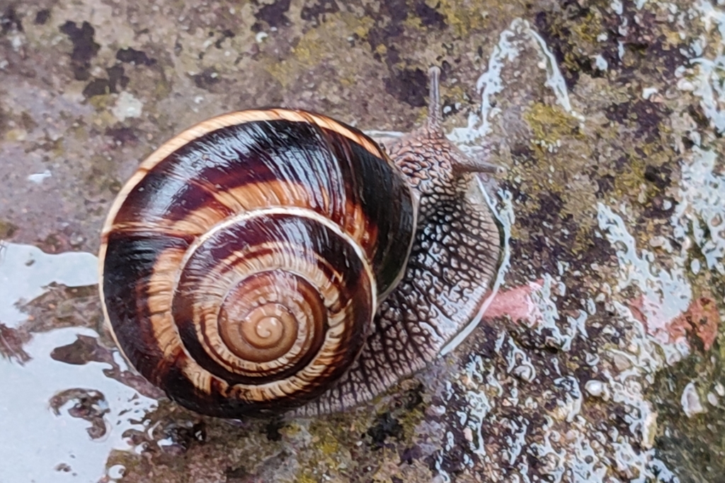 Turkish Snail from Buttes-Chaumont, 75019 Paris, France on April 08 ...