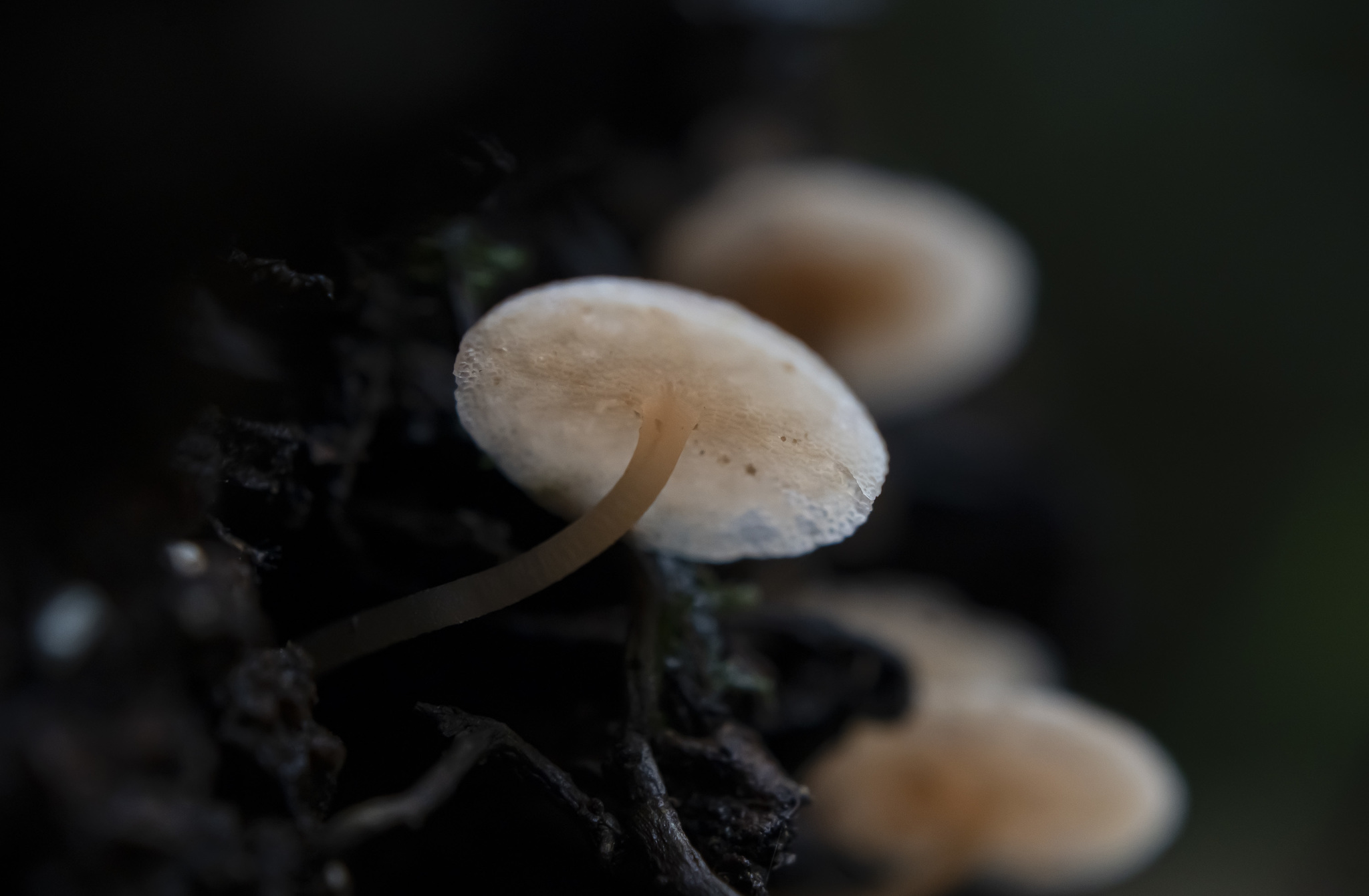 Filoboletus gracilis (Klotzsch ex Berk.) Singer