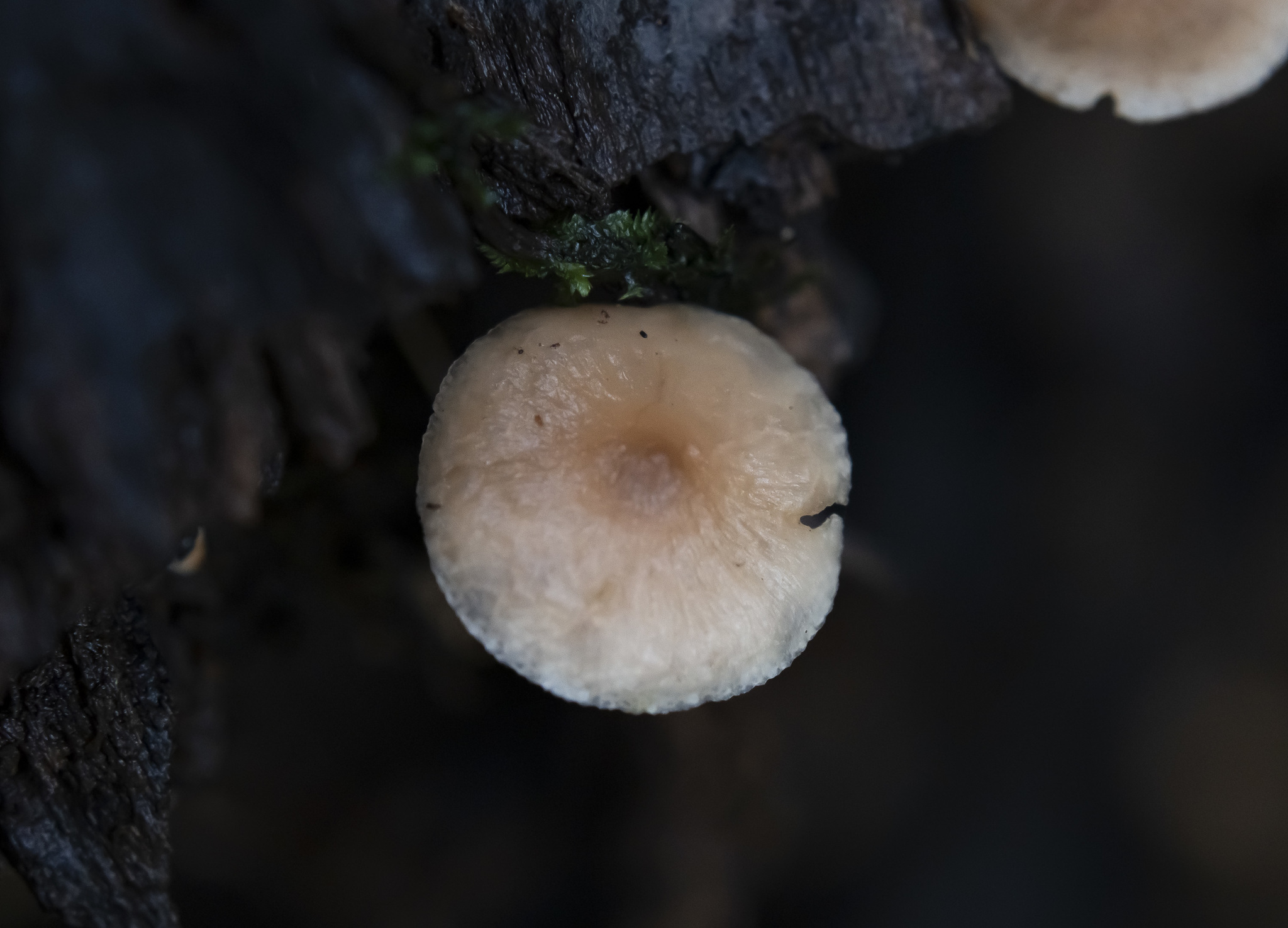 Filoboletus gracilis (Klotzsch ex Berk.) Singer