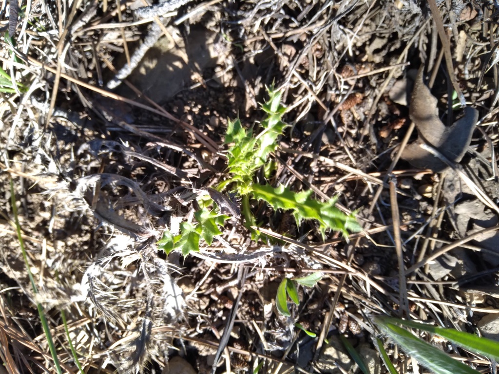 Weed African Thistle from Table Mountain National Park, City of Cape ...
