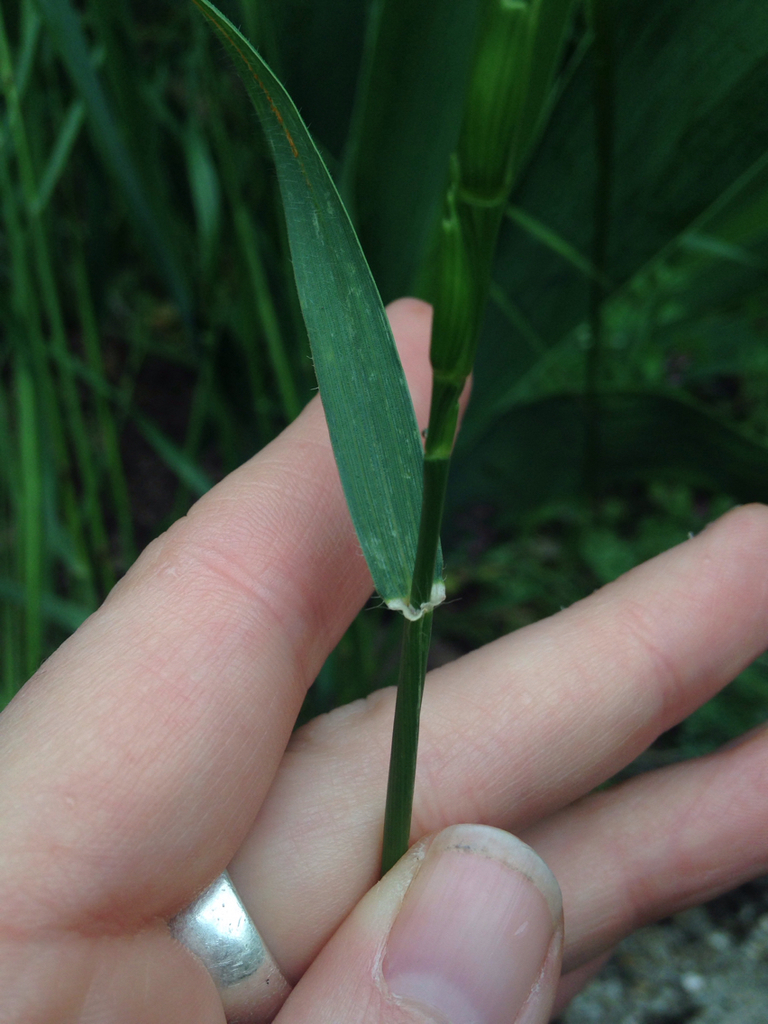 Jointed Goatgrass (ONP Flora Missing Documentation) · iNaturalist