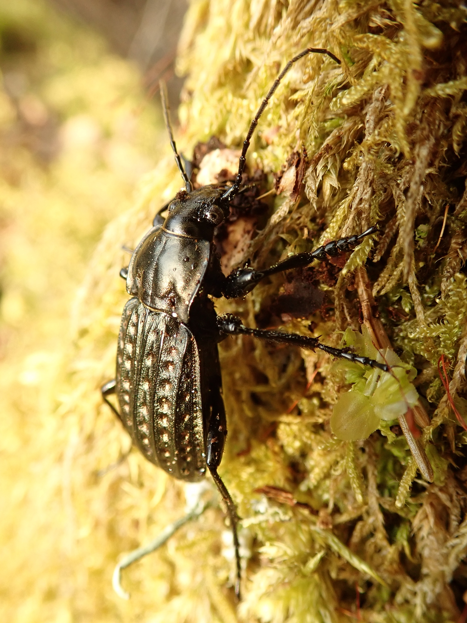 Carabus clatratus Linnaeus, 1760