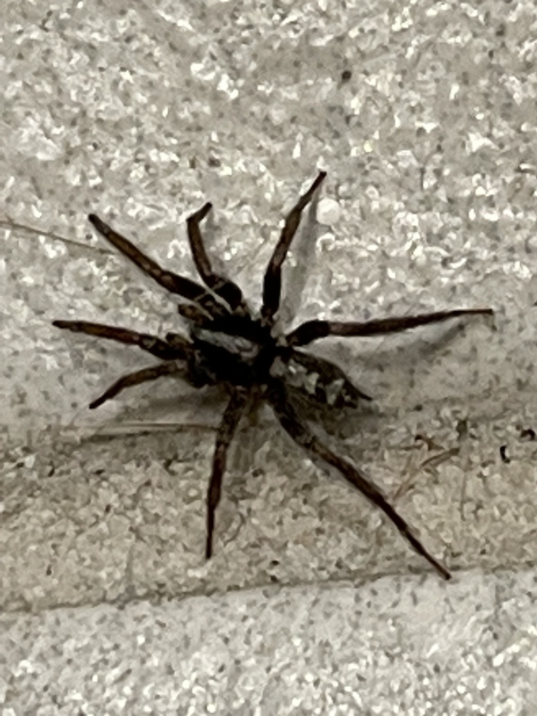 Eastern Parson Spider from Shady Woods Trail, Montgomery, TX, US on ...