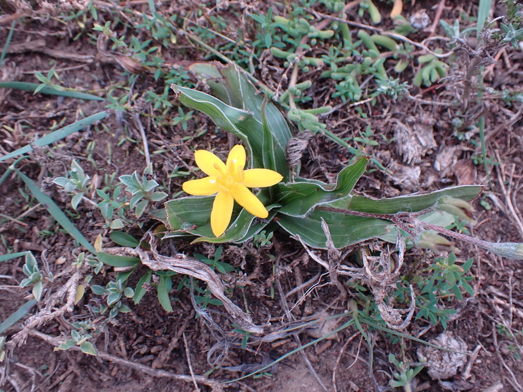 Hypoxis setosa from South Cape DC, South Africa on April 01, 2022 at 10 ...