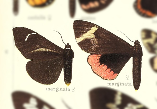 Dysschema marginata · iNaturalist United Kingdom