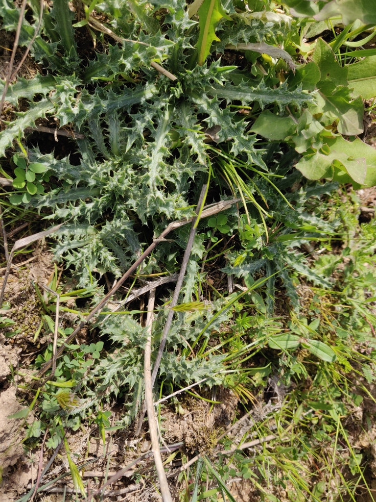 Clustered Carline-thistle from 07020 Padru SS, Italia on April 8, 2022 ...