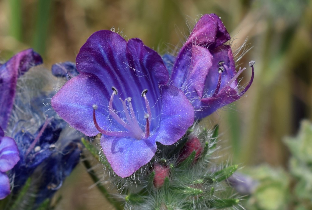 purple viper's-bugloss (Cloud Nine Plants) · iNaturalist
