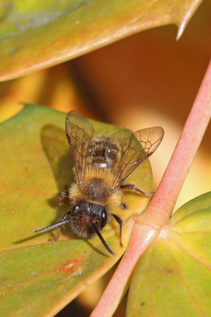 Buffish Mining Bee from Bebington, Wirral, UK on April 03, 2022 at 09: ...