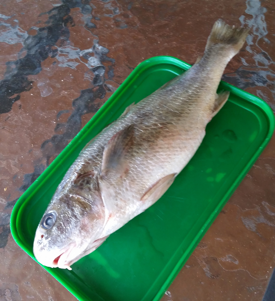 Green-backed Croaker (Johnius amblycephalus) - Marine Life Identification
