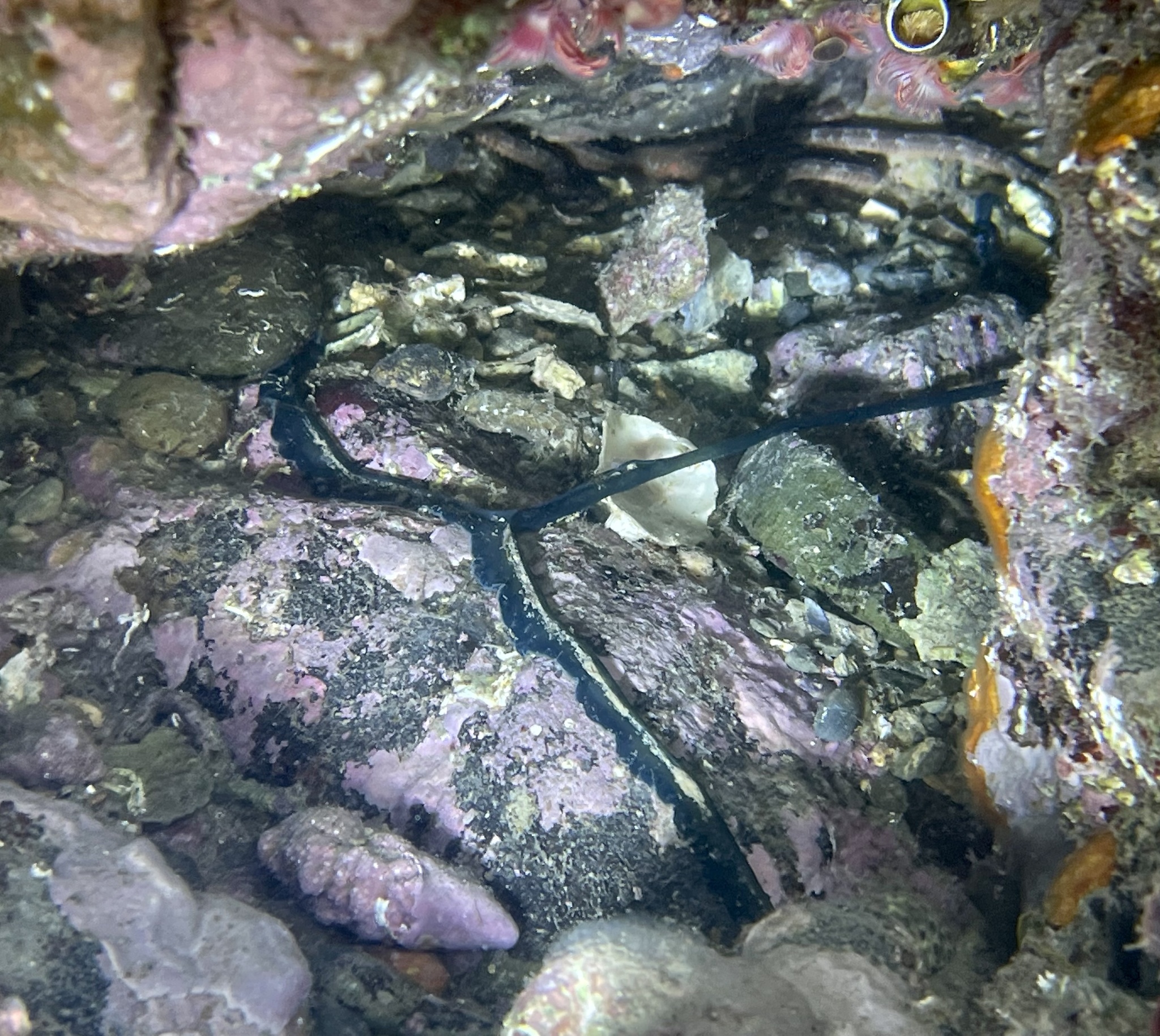 Bonellia viridis Rolando, 1822