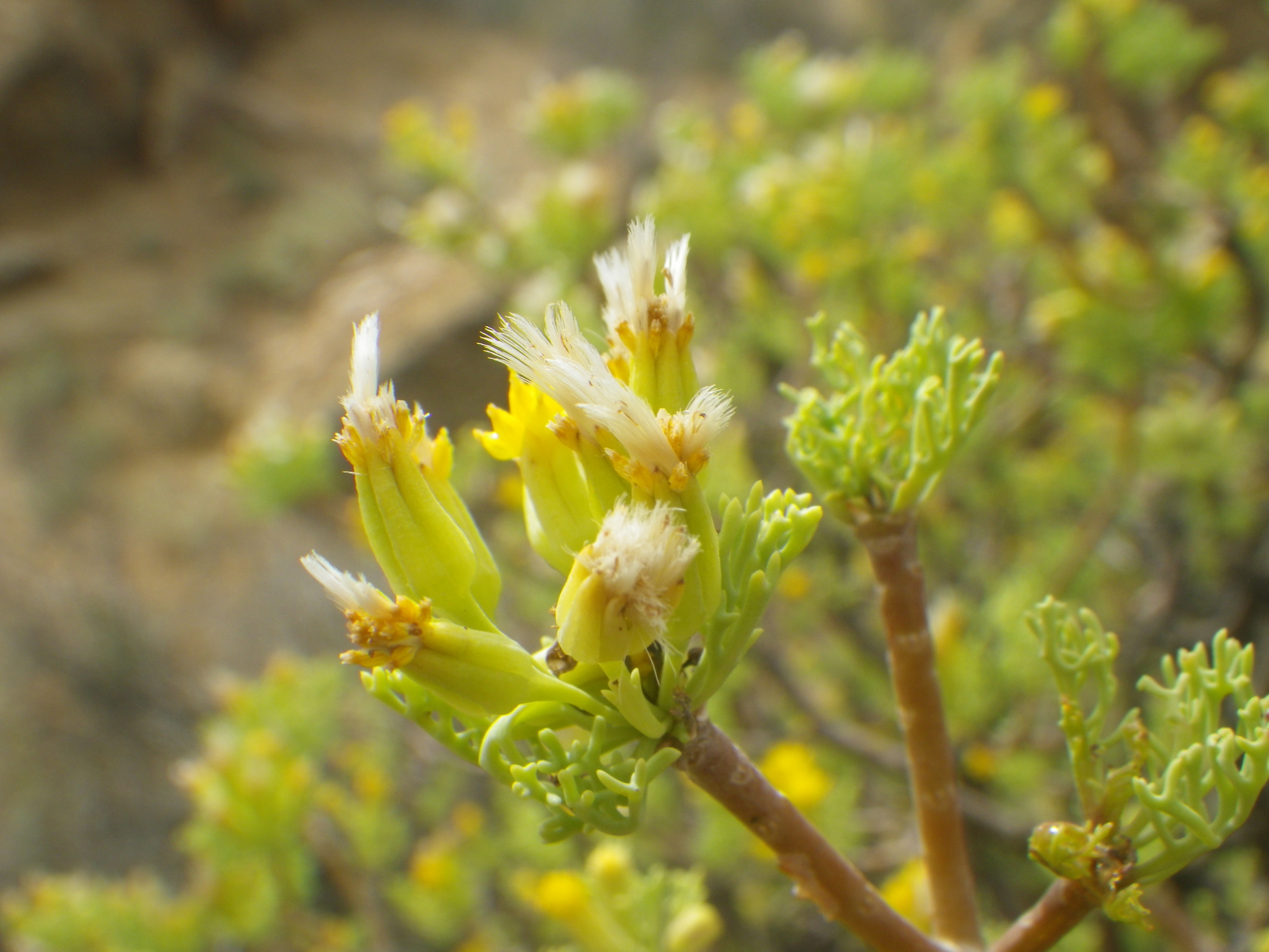 Othonna daucifolia J.C.Manning & Goldblatt