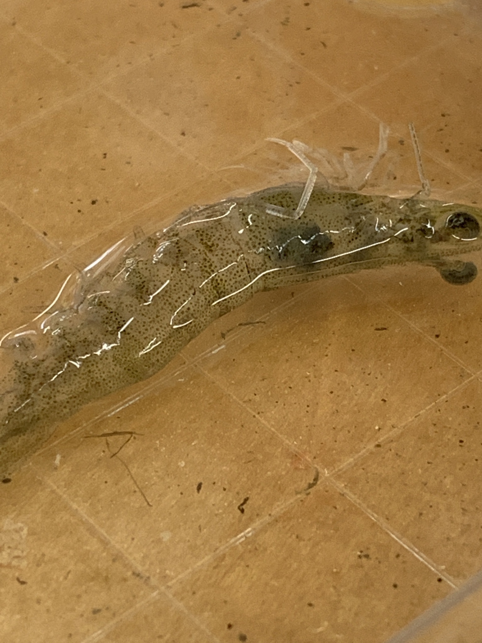 Penaeus setiferus (Linnaeus, 1767)